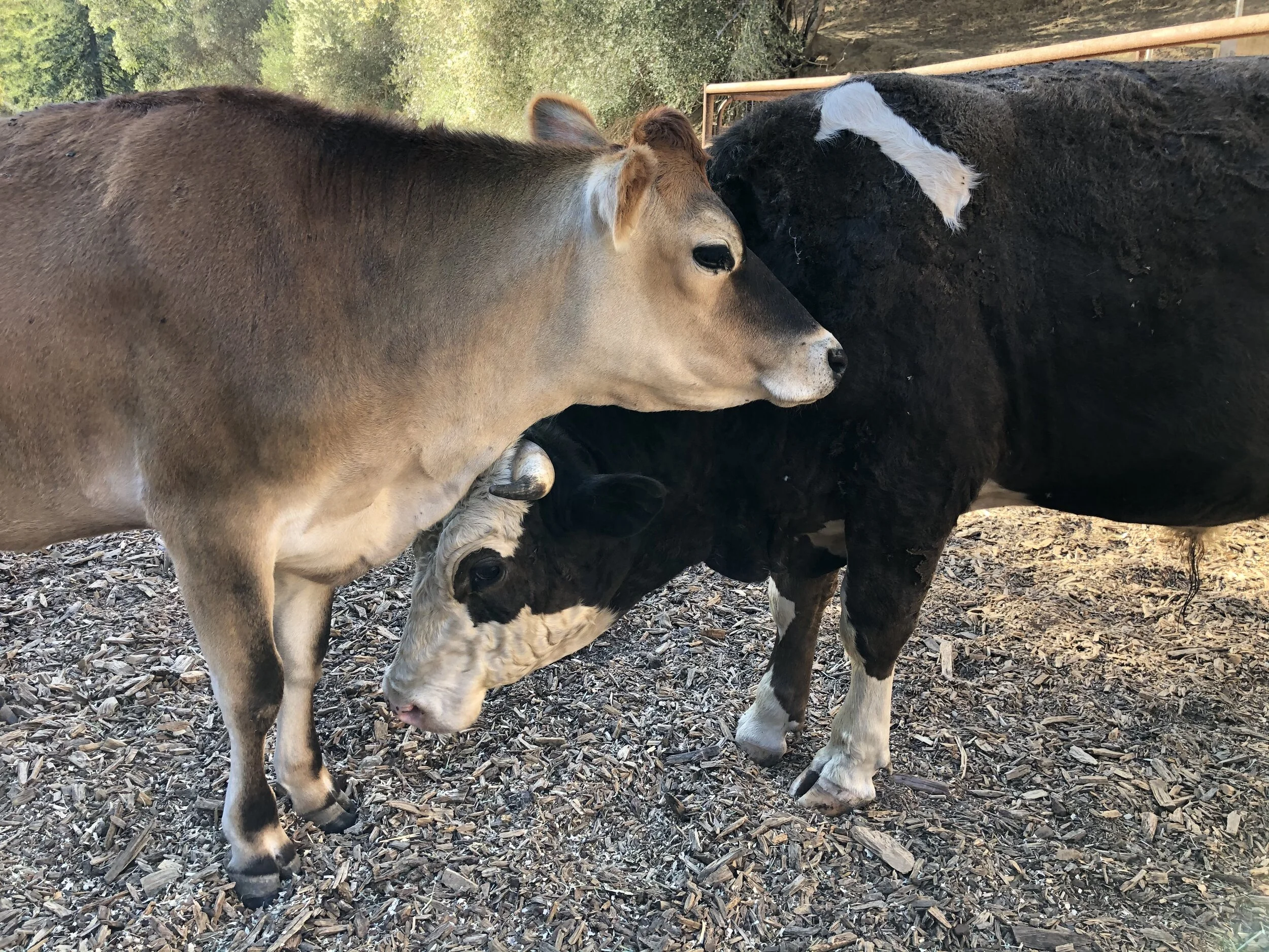 Our Wonderful Cows — One Living Sanctuary