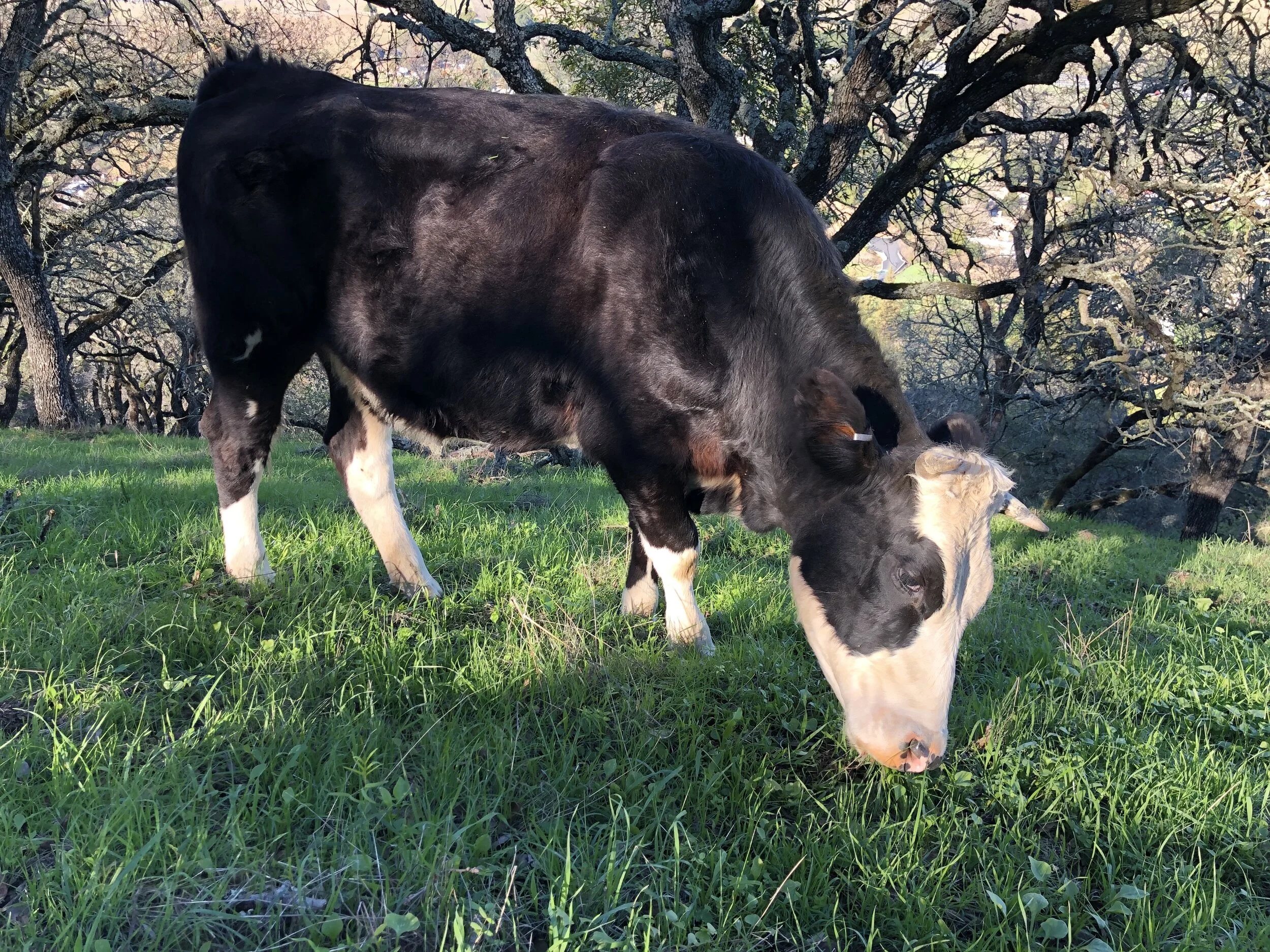 Our Wonderful Cows — One Living Sanctuary