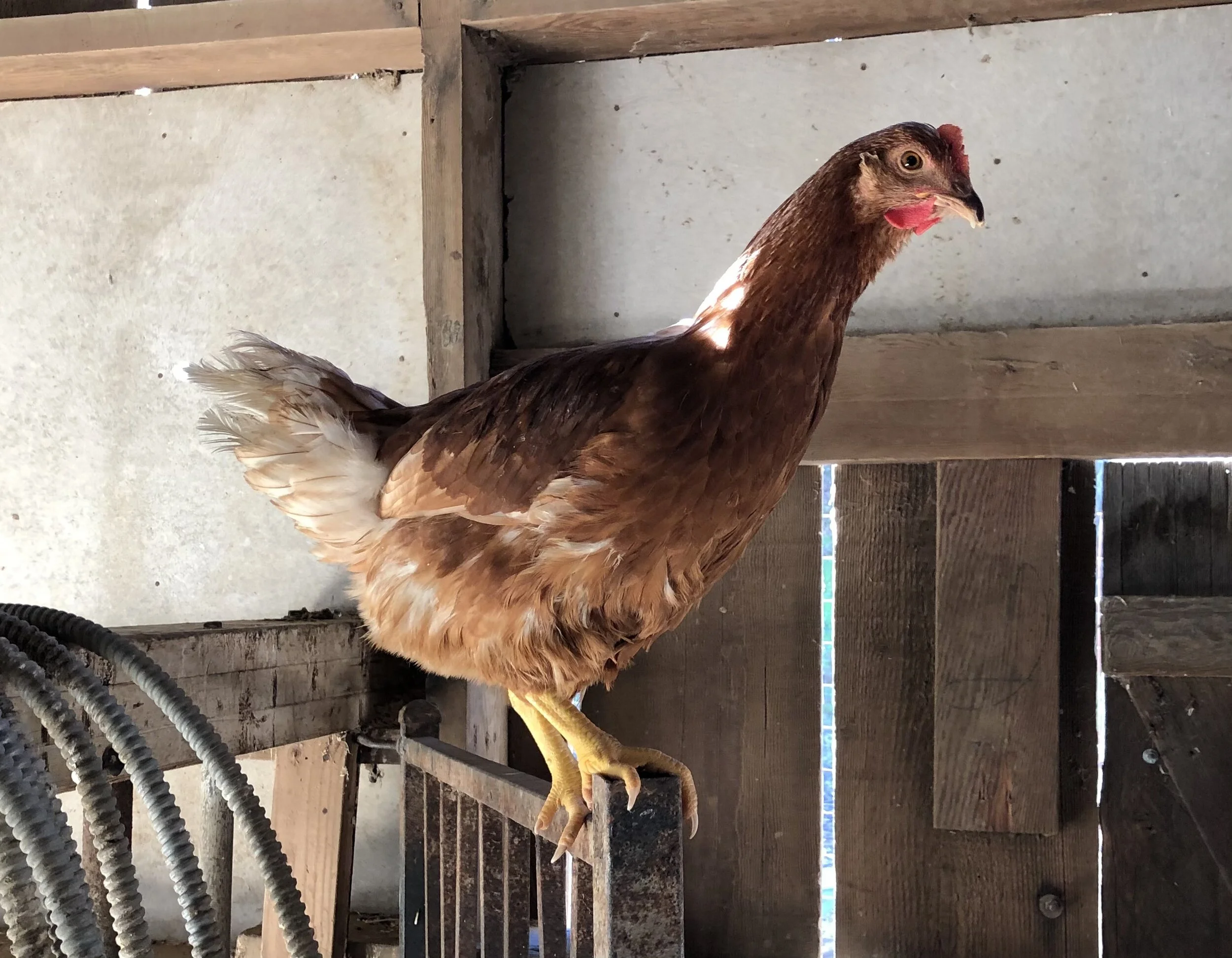 Chickens — One Living Sanctuary