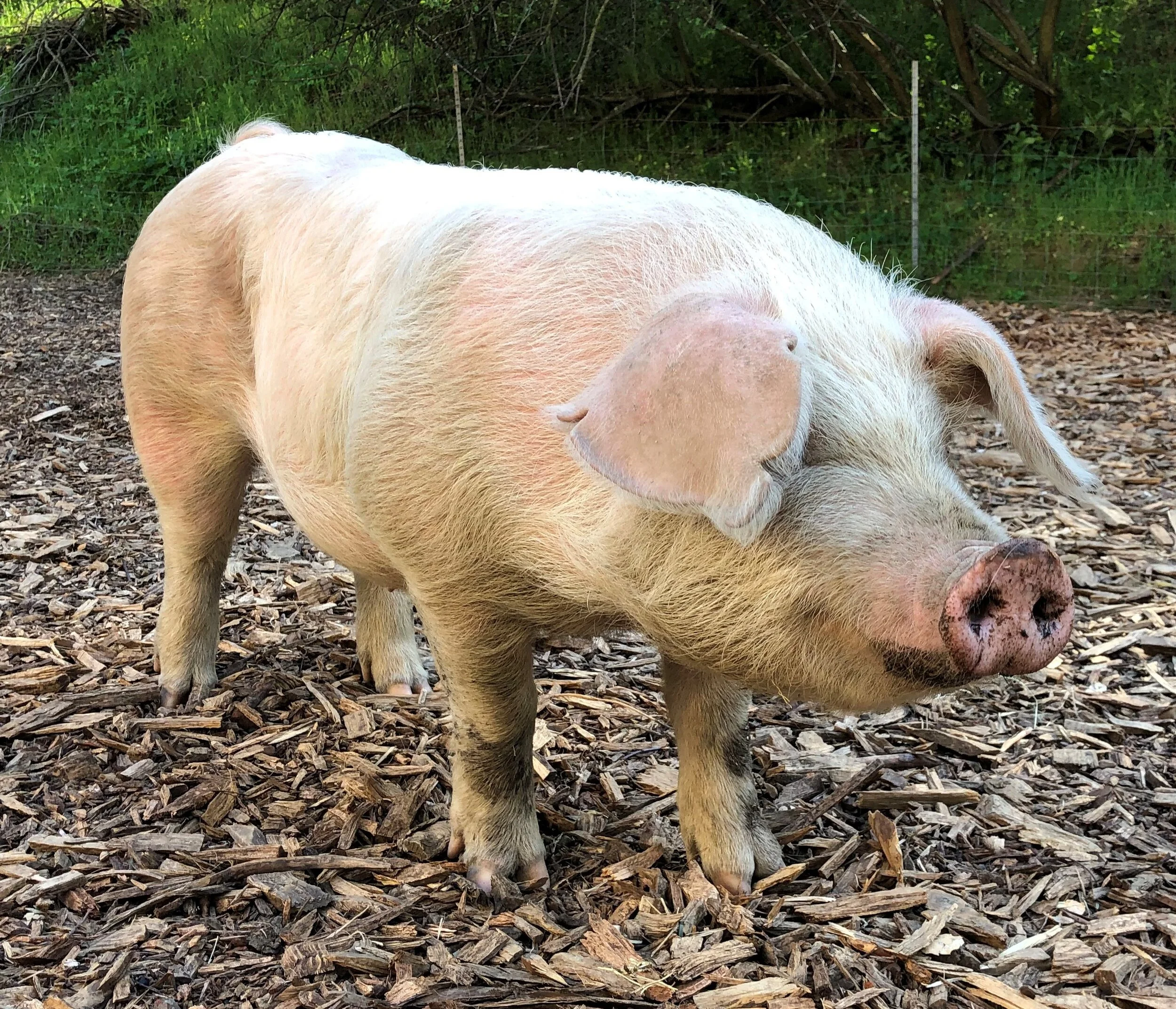 Our Wonderful Pigs — One Living Sanctuary