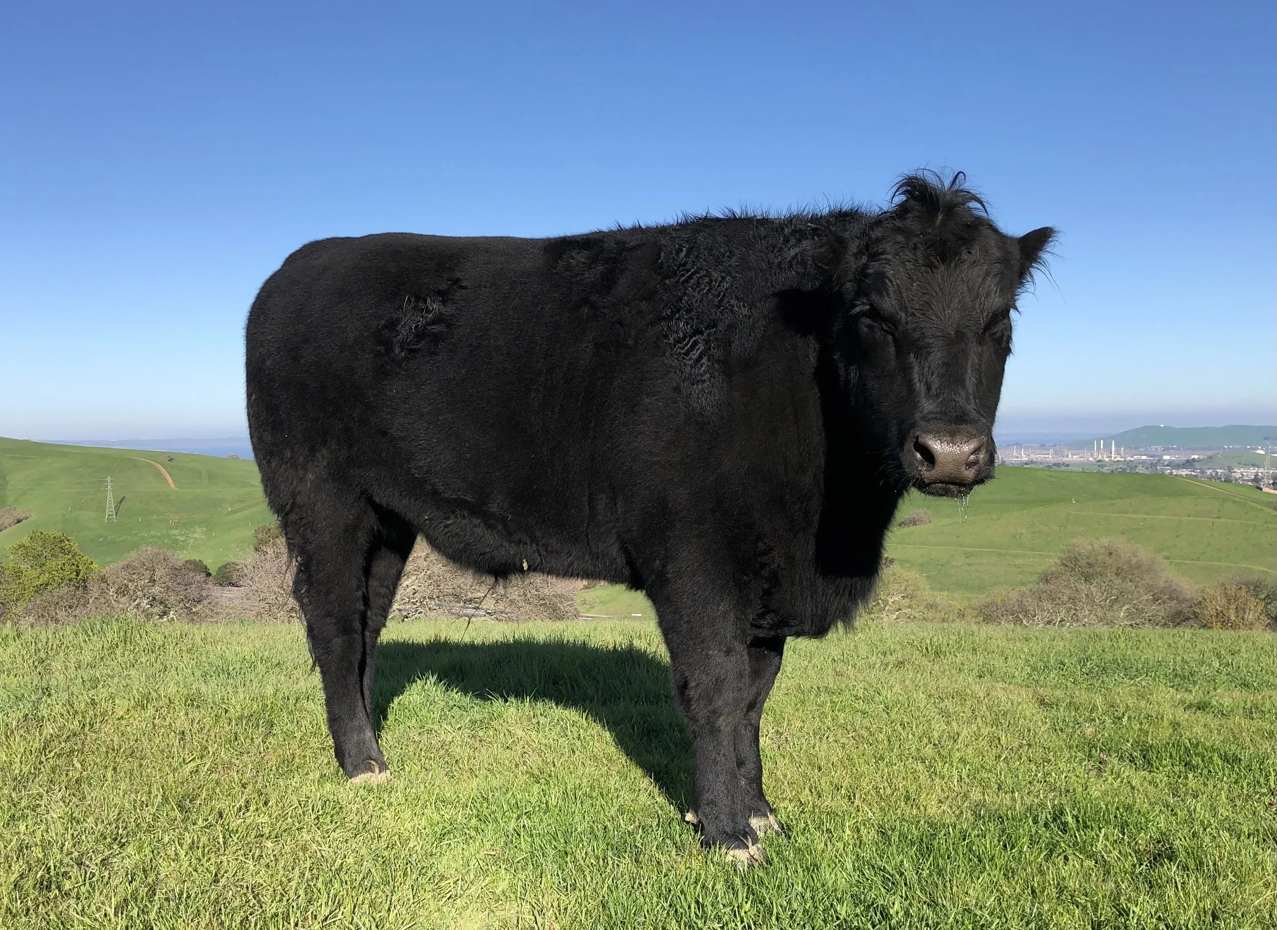 Our Wonderful Cows — One Living Sanctuary