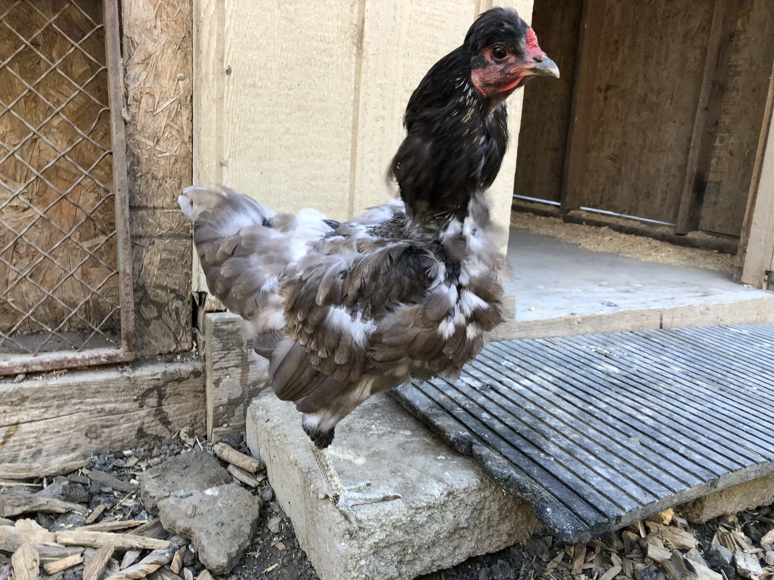 Chickens — One Living Sanctuary