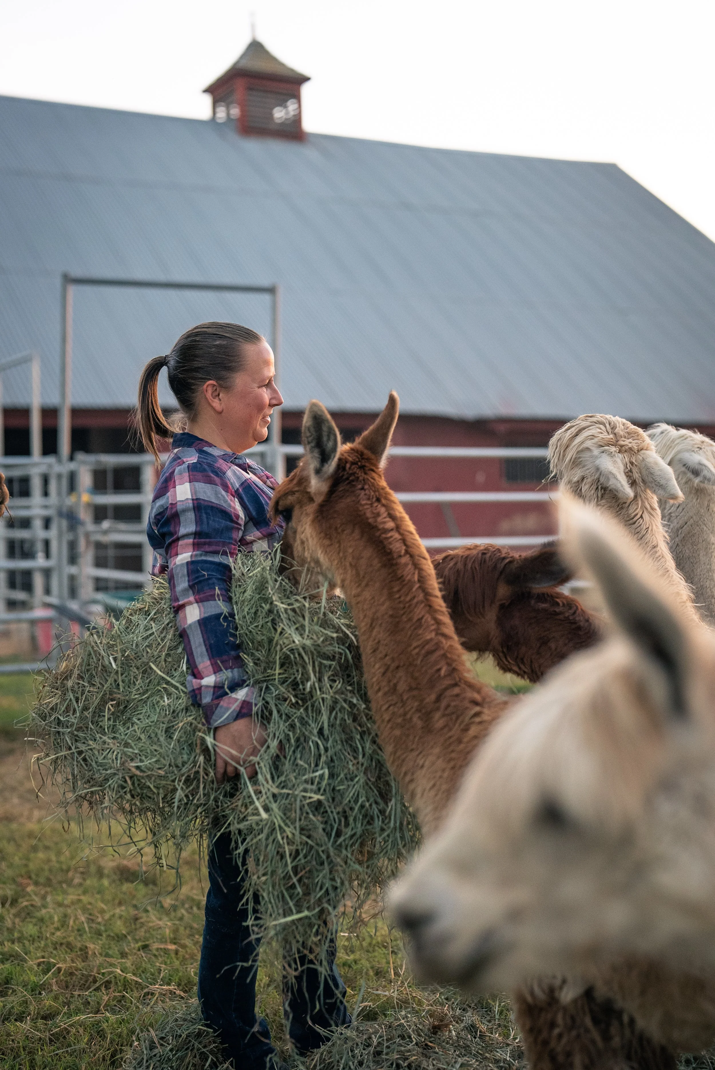 Farm Store — Old Homestead Alpacas