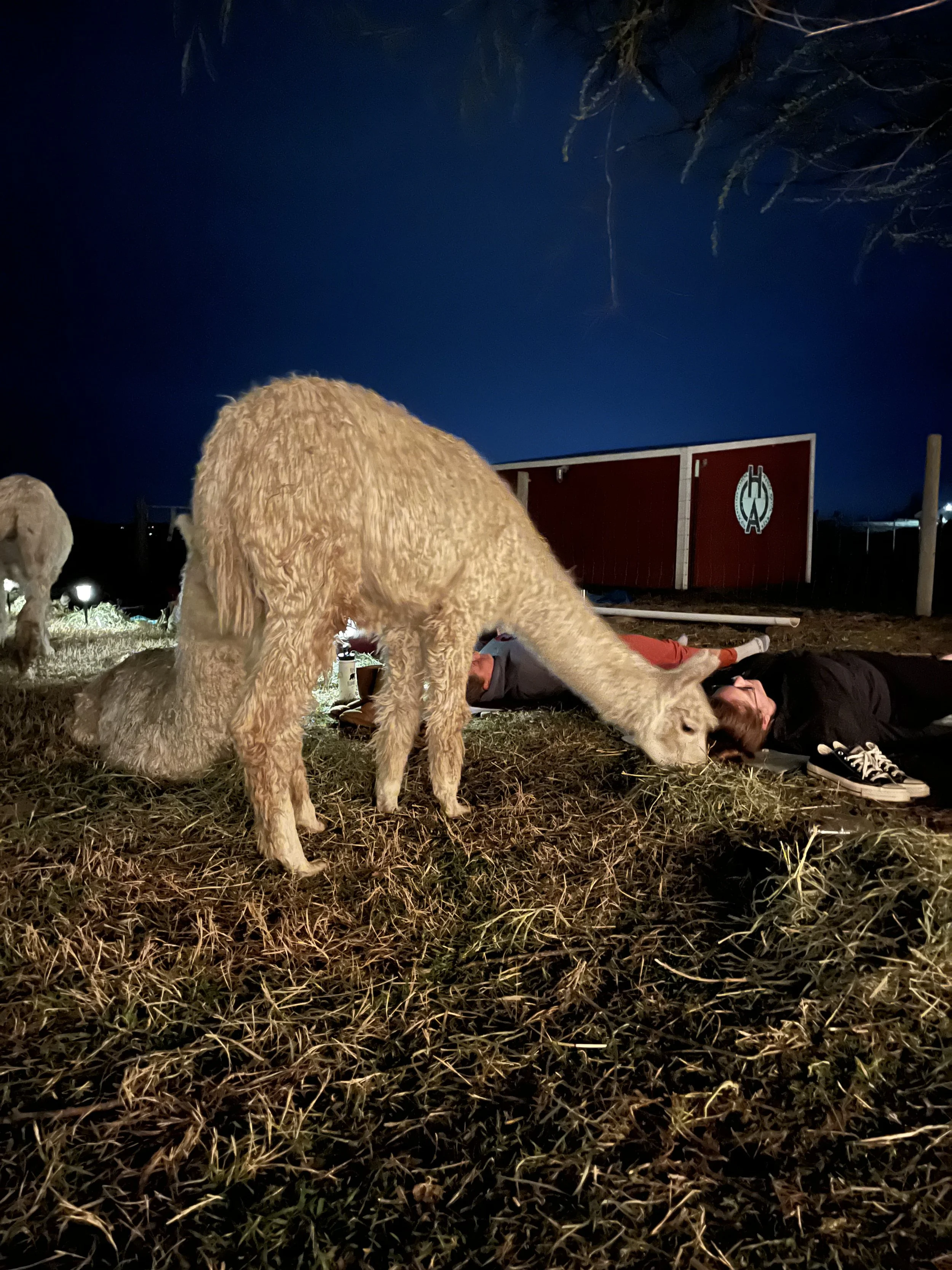 twilight yoga on the farm — Old Homestead Alpacas
