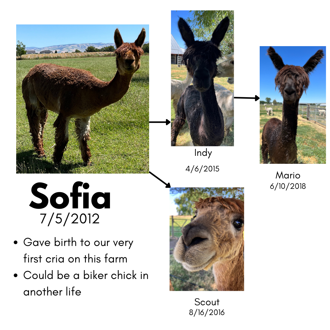 who’s who — Old Homestead Alpacas