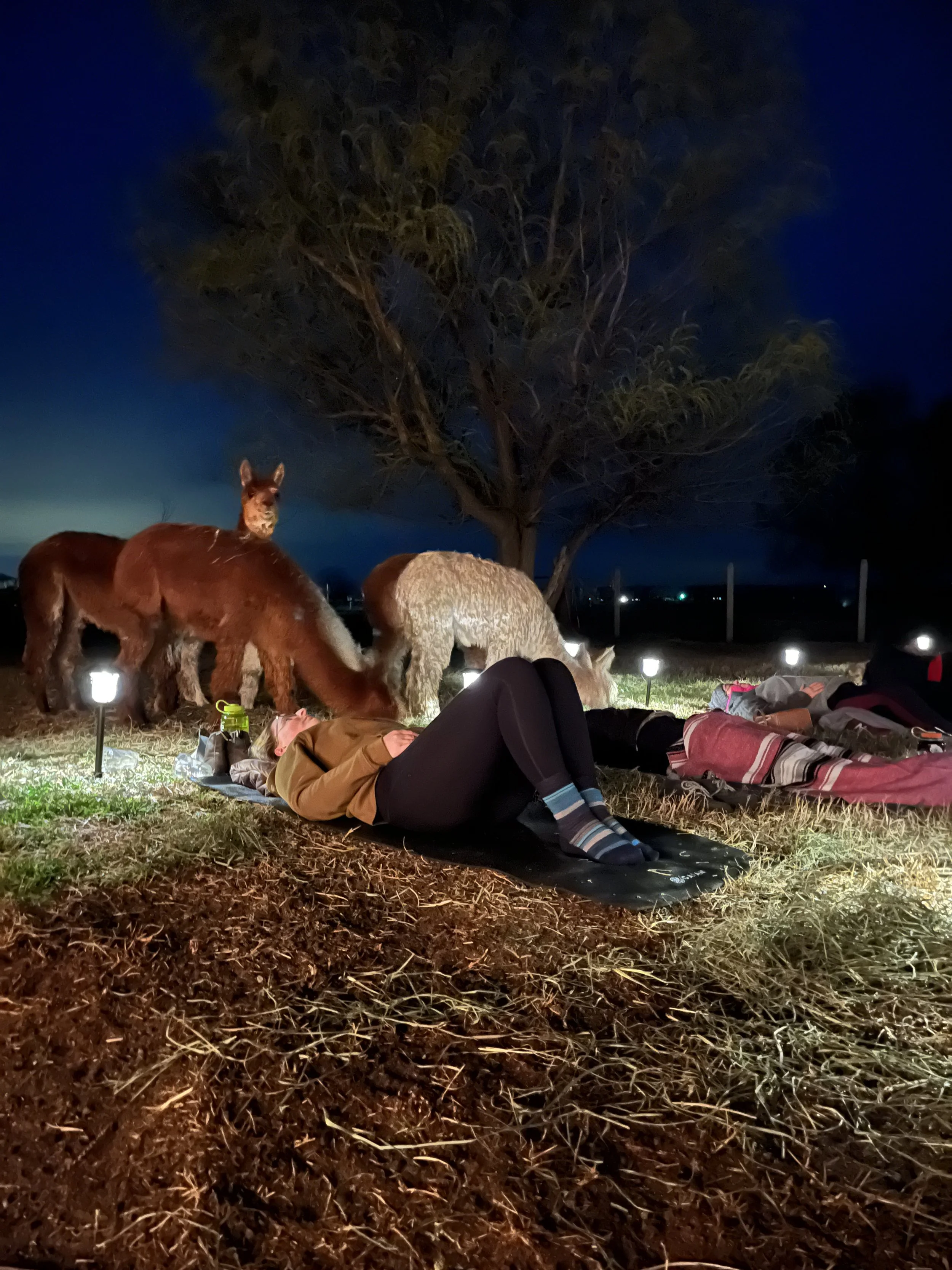 twilight yoga on the farm — Old Homestead Alpacas
