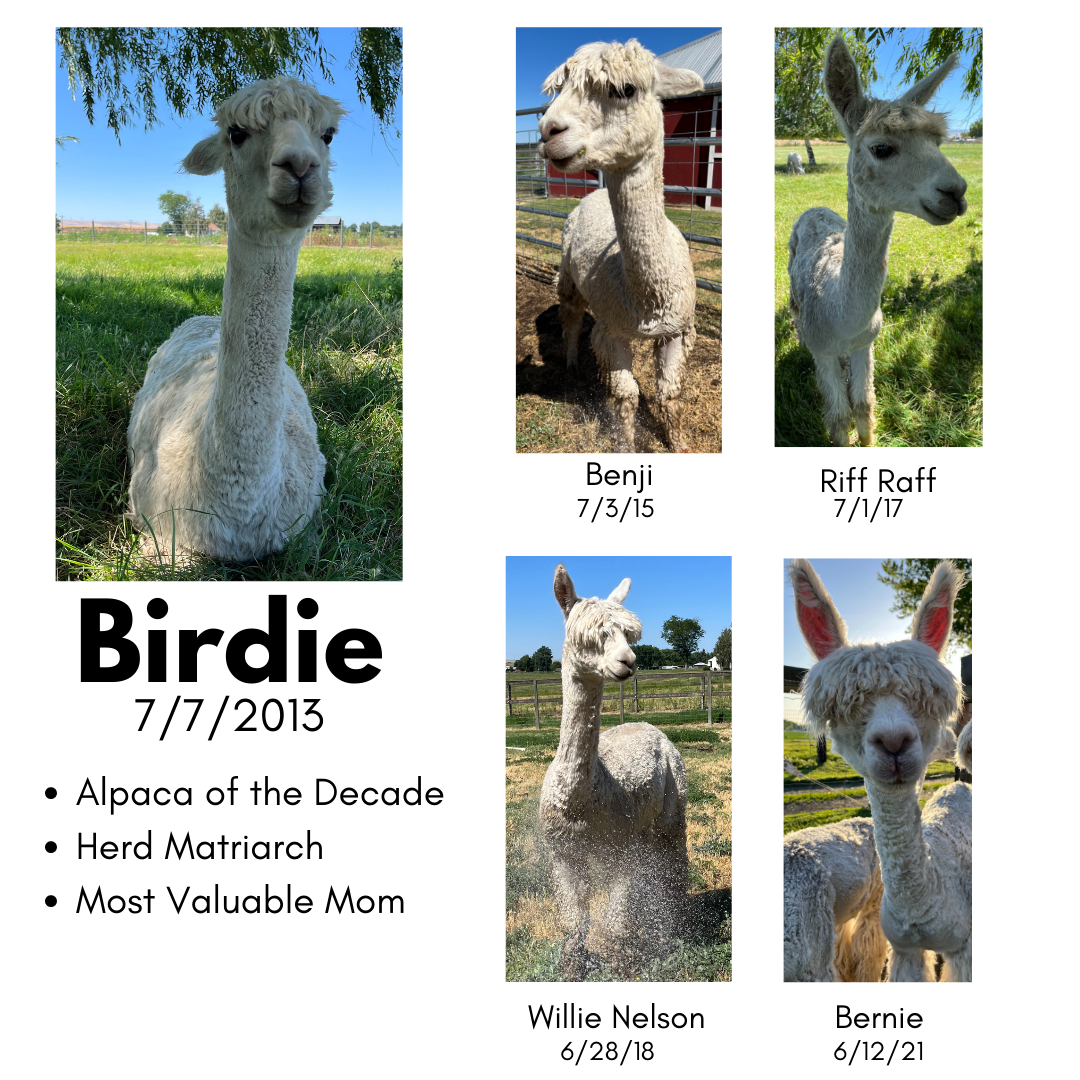 who’s who — Old Homestead Alpacas