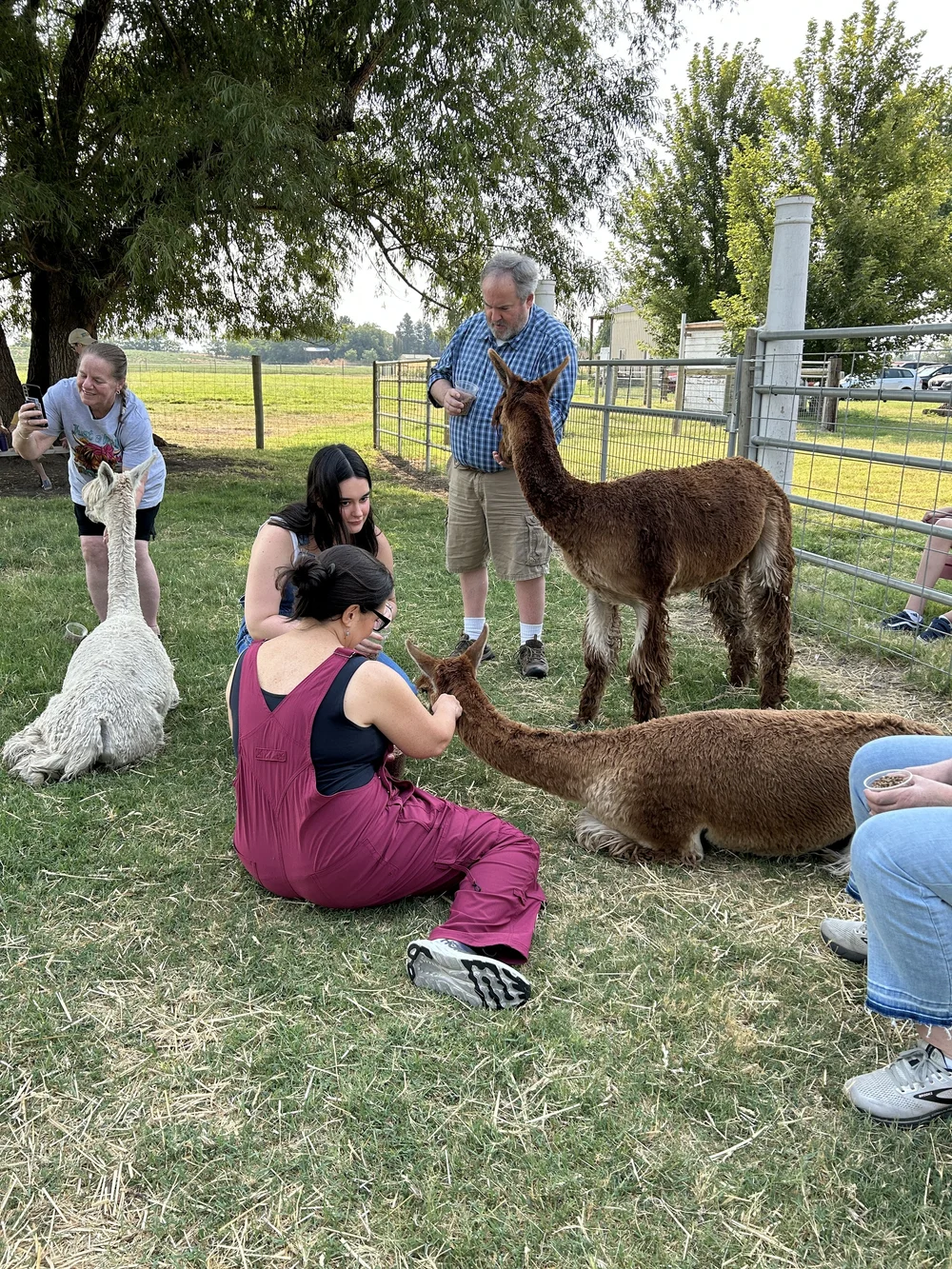 Old Homestead Alpacas
