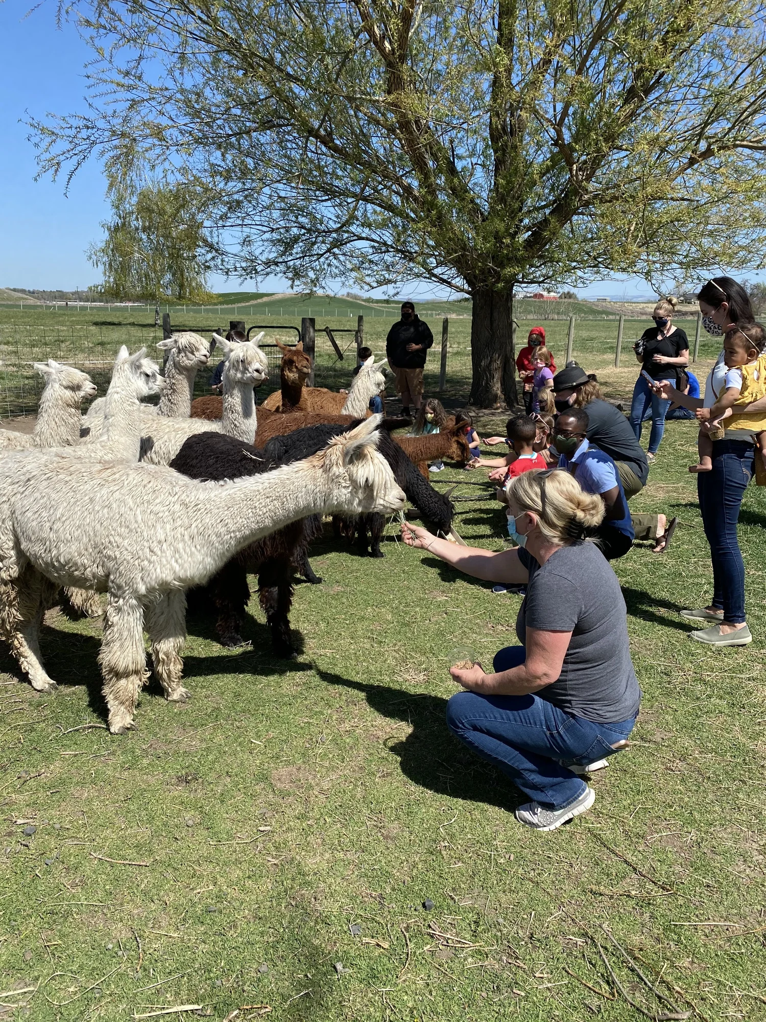 Visit the farm — Old Homestead Alpacas