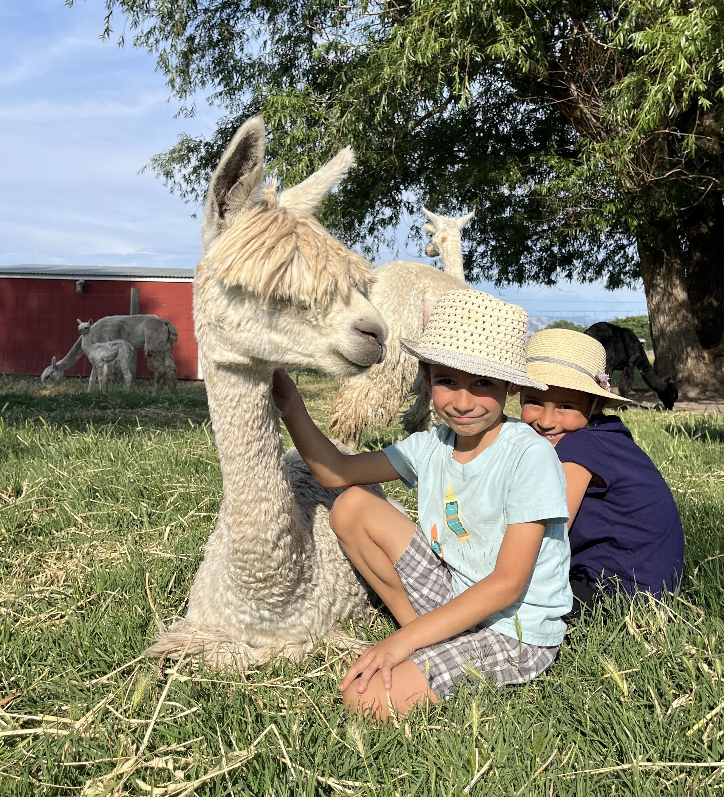 Visit the farm — Old Homestead Alpacas