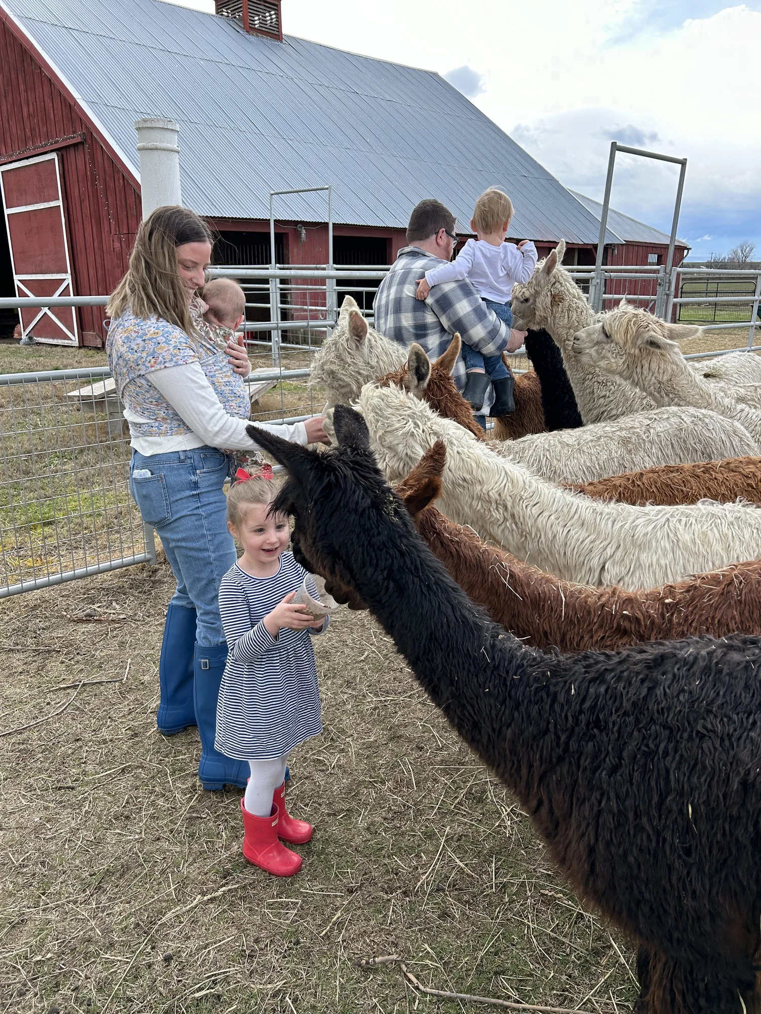 Visit the farm — Old Homestead Alpacas