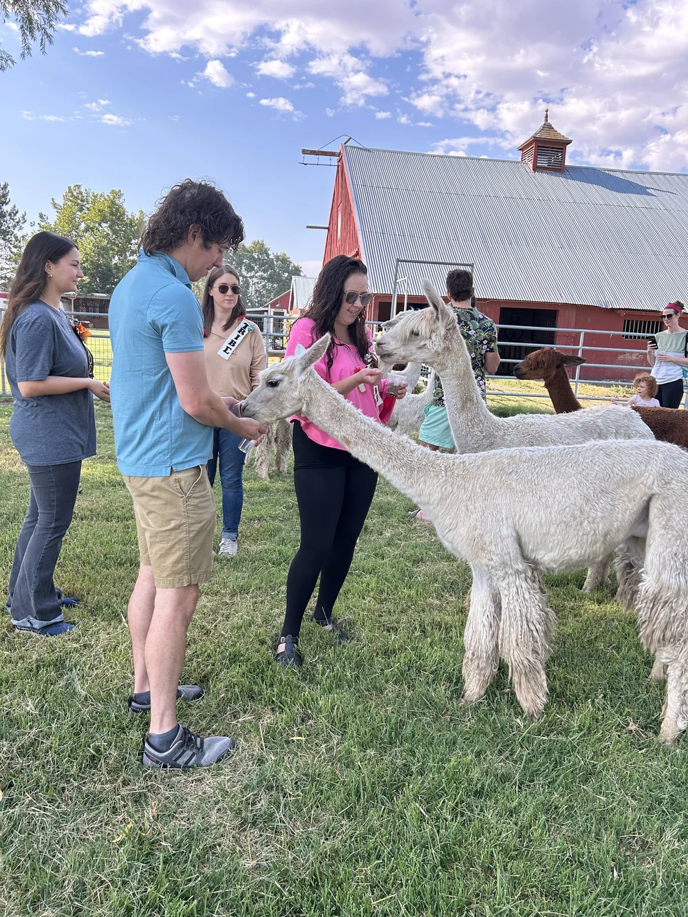 Old Homestead Alpacas