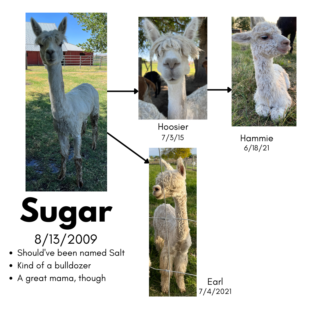 who’s who — Old Homestead Alpacas