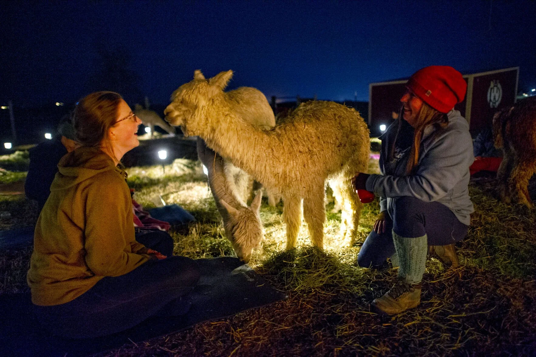 twilight yoga on the farm — Old Homestead Alpacas