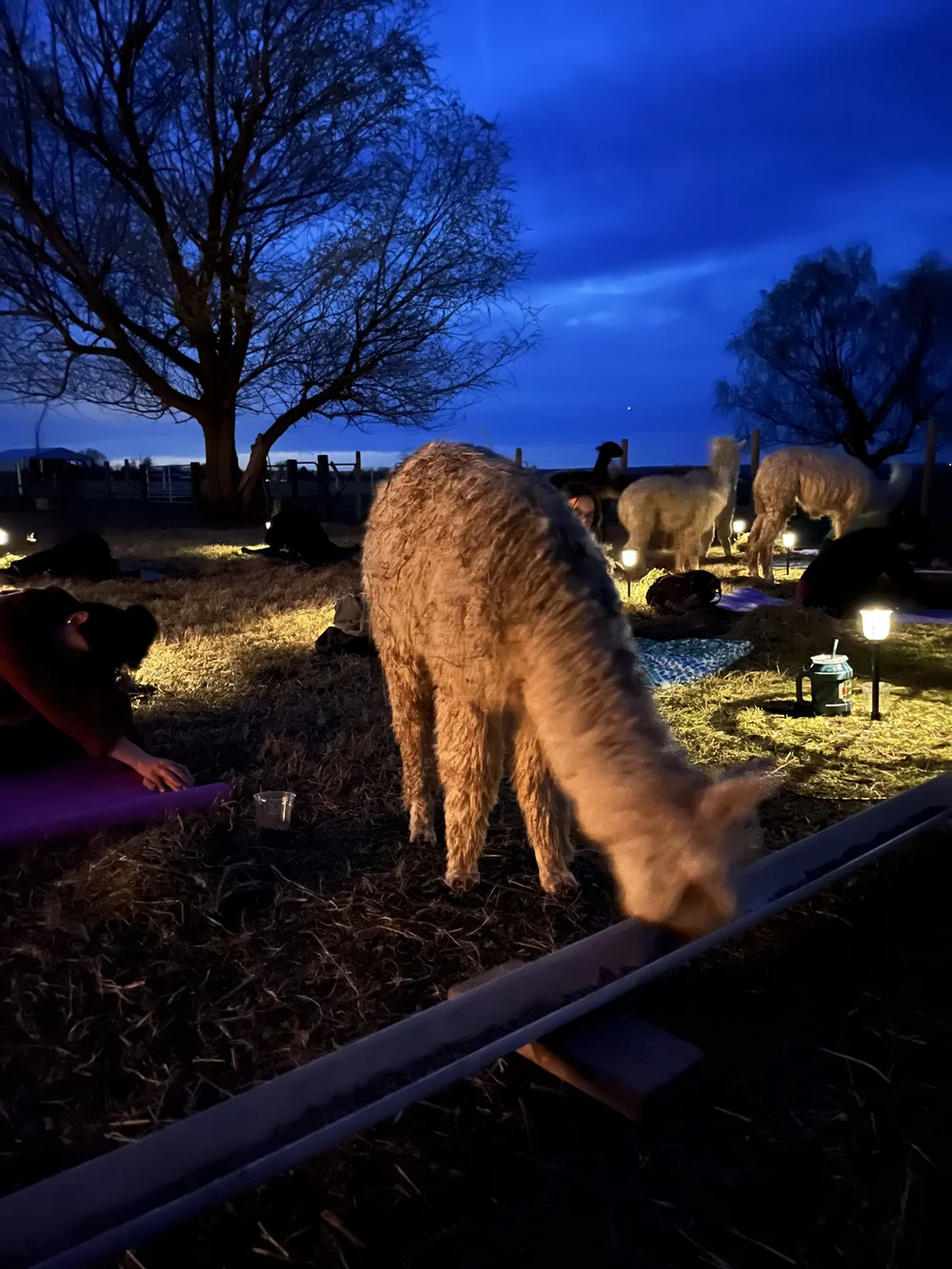twilight yoga on the farm — Old Homestead Alpacas