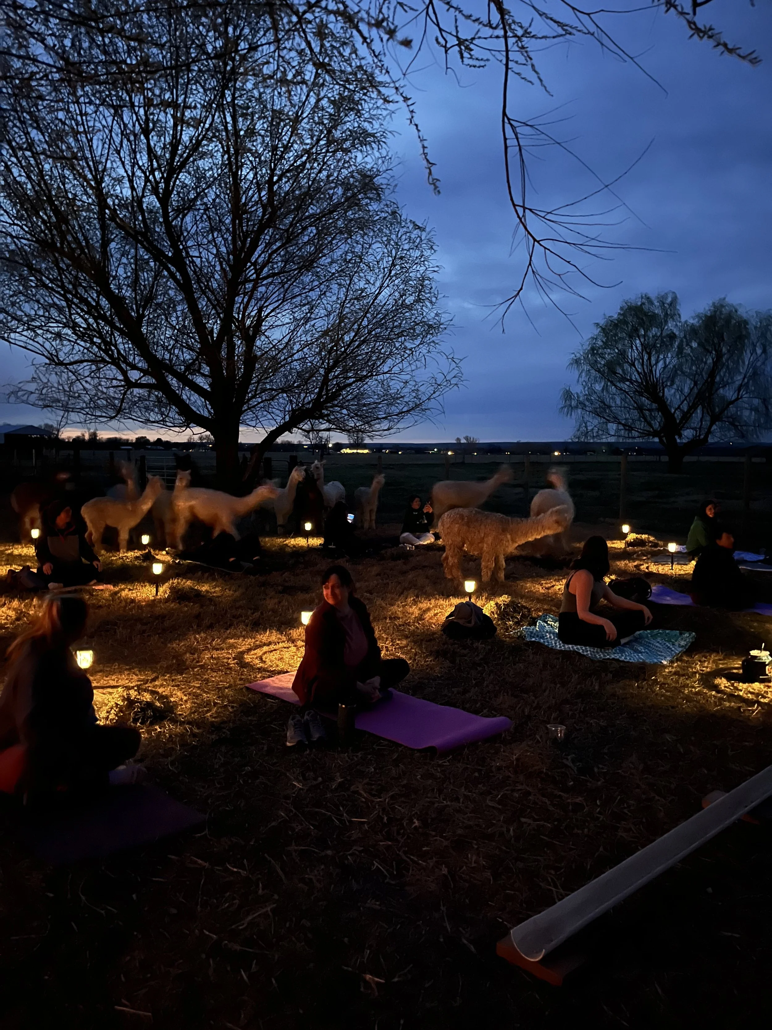 twilight yoga on the farm — Old Homestead Alpacas
