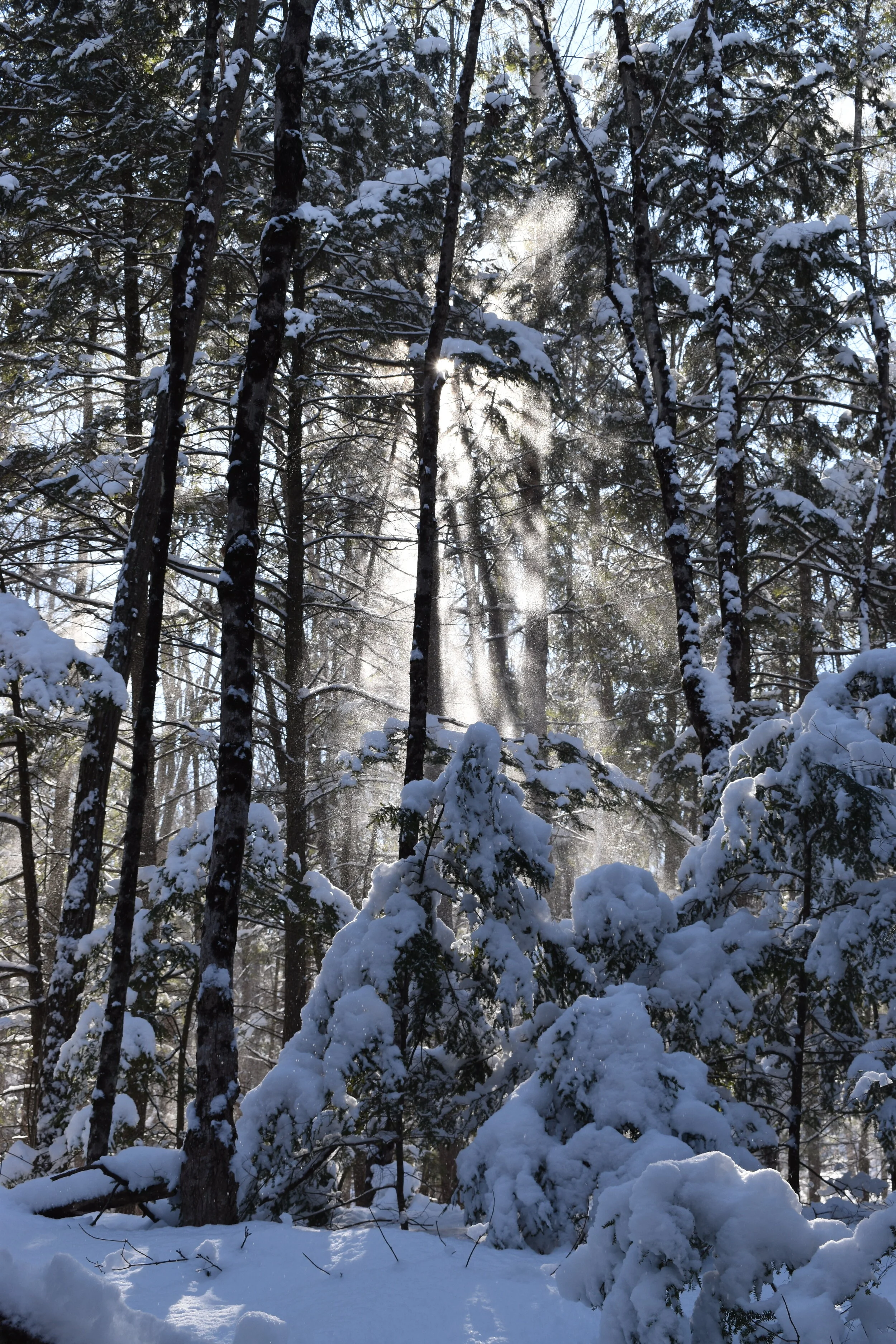 Otter Creek Gorge Preserve — Middlebury Area Land Trust