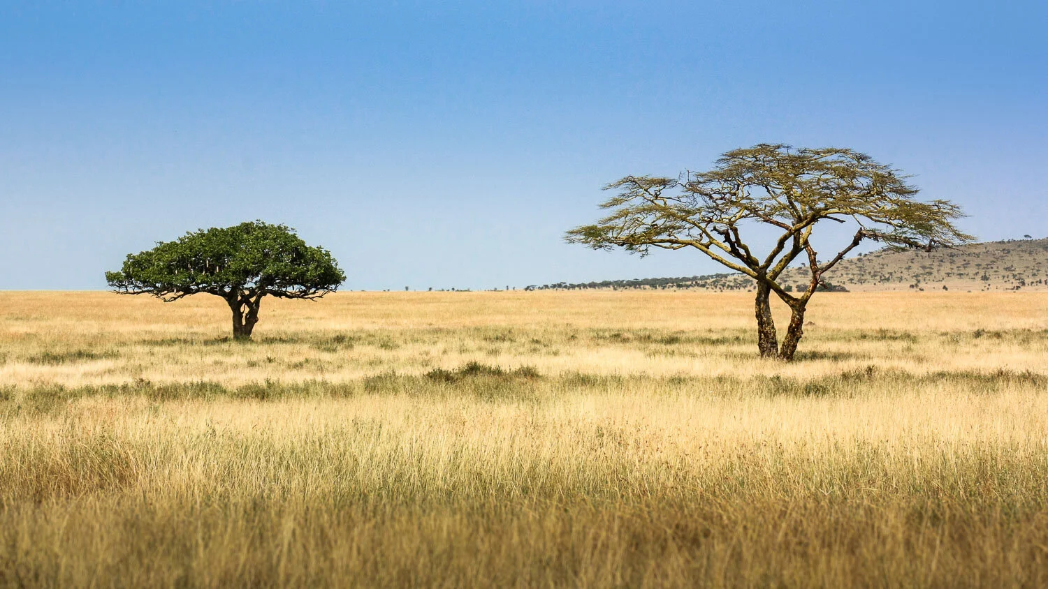 Tanzania Landscape — Images by Lee