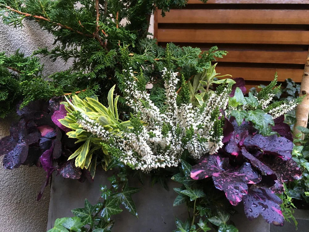 Seasonal Touches — Dana Bee Plants