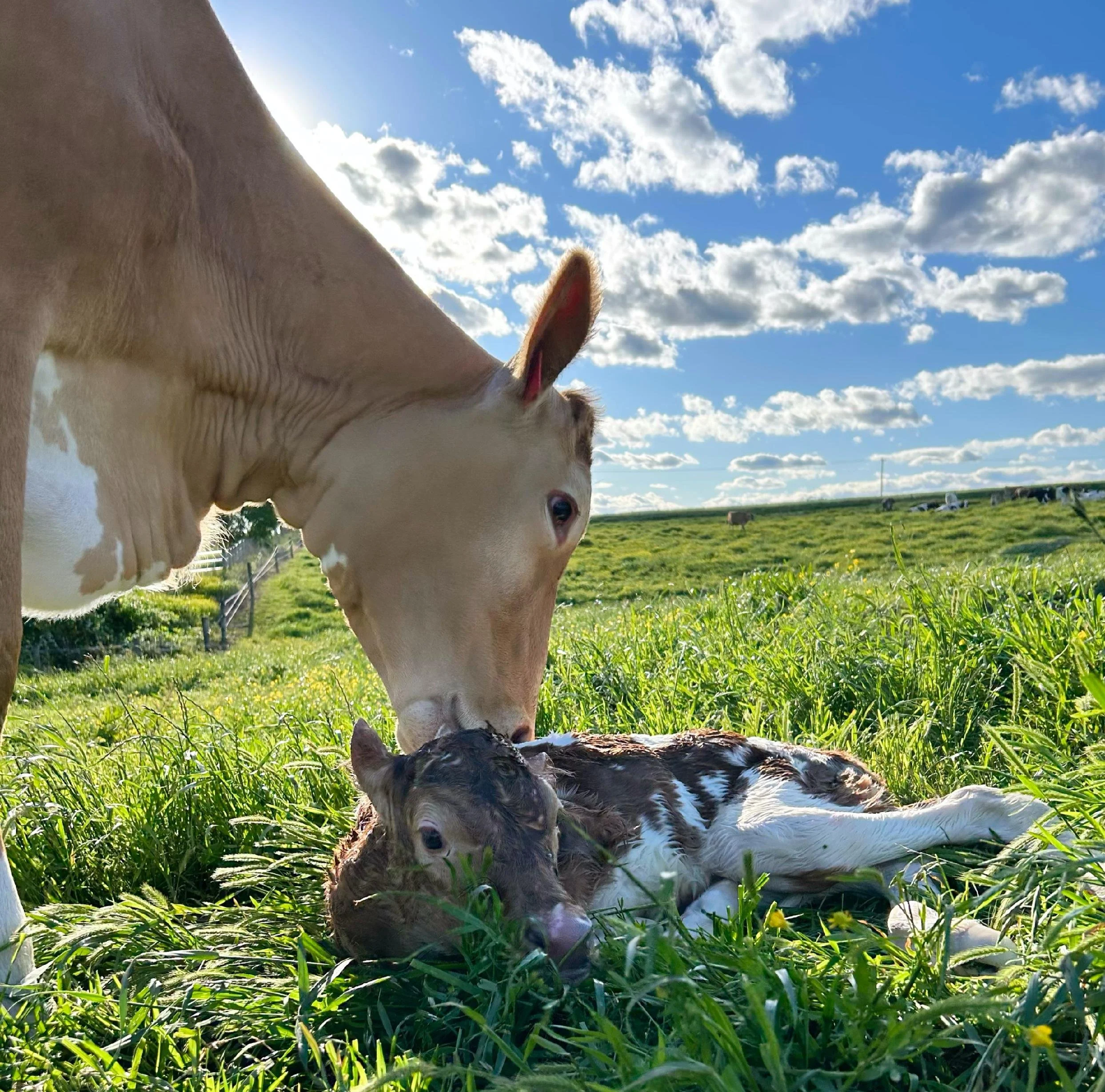 National Dairy Month with Howling Cow — Tabletop Media Group