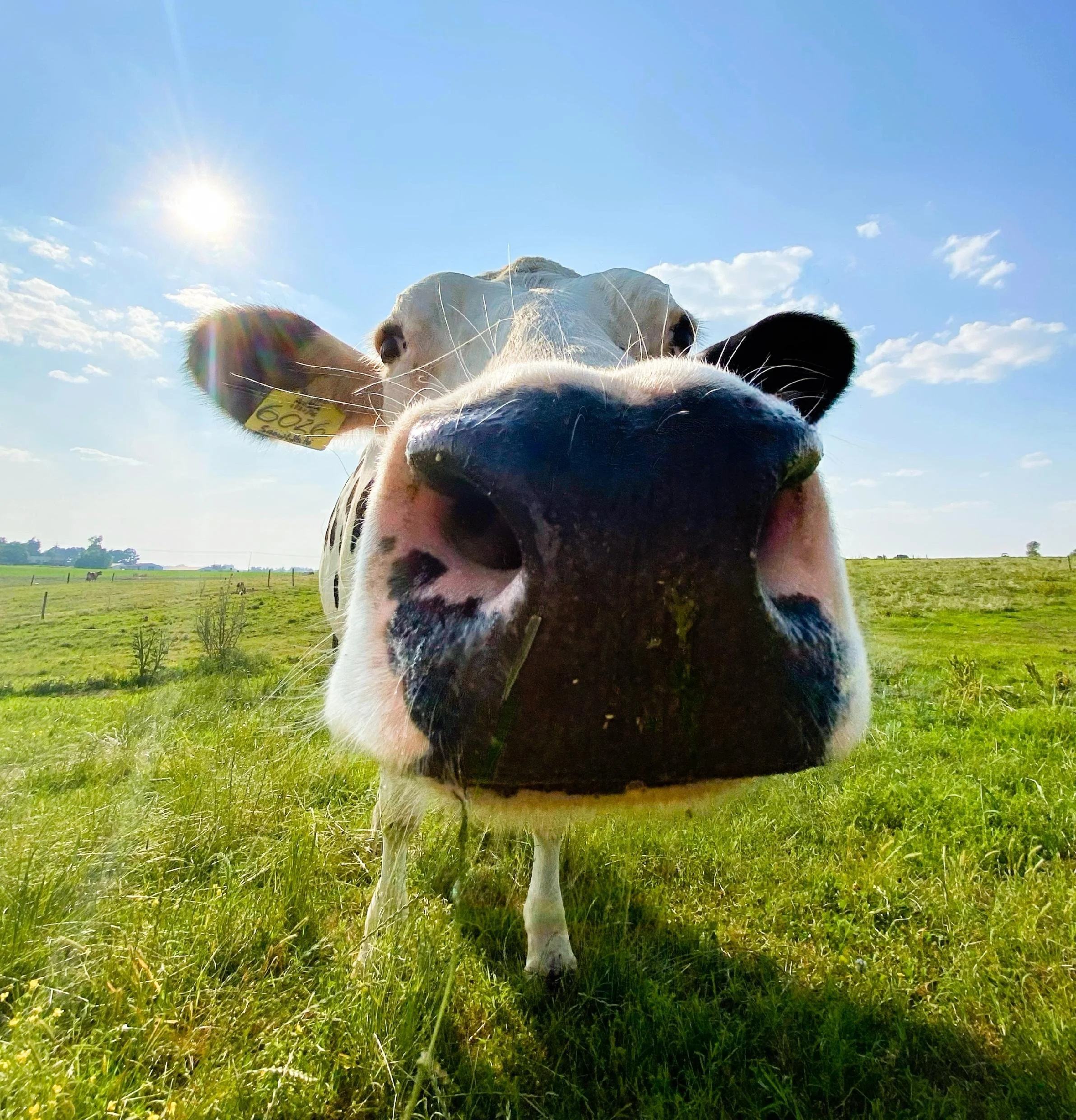 National Dairy Month with Howling Cow — Tabletop Media Group