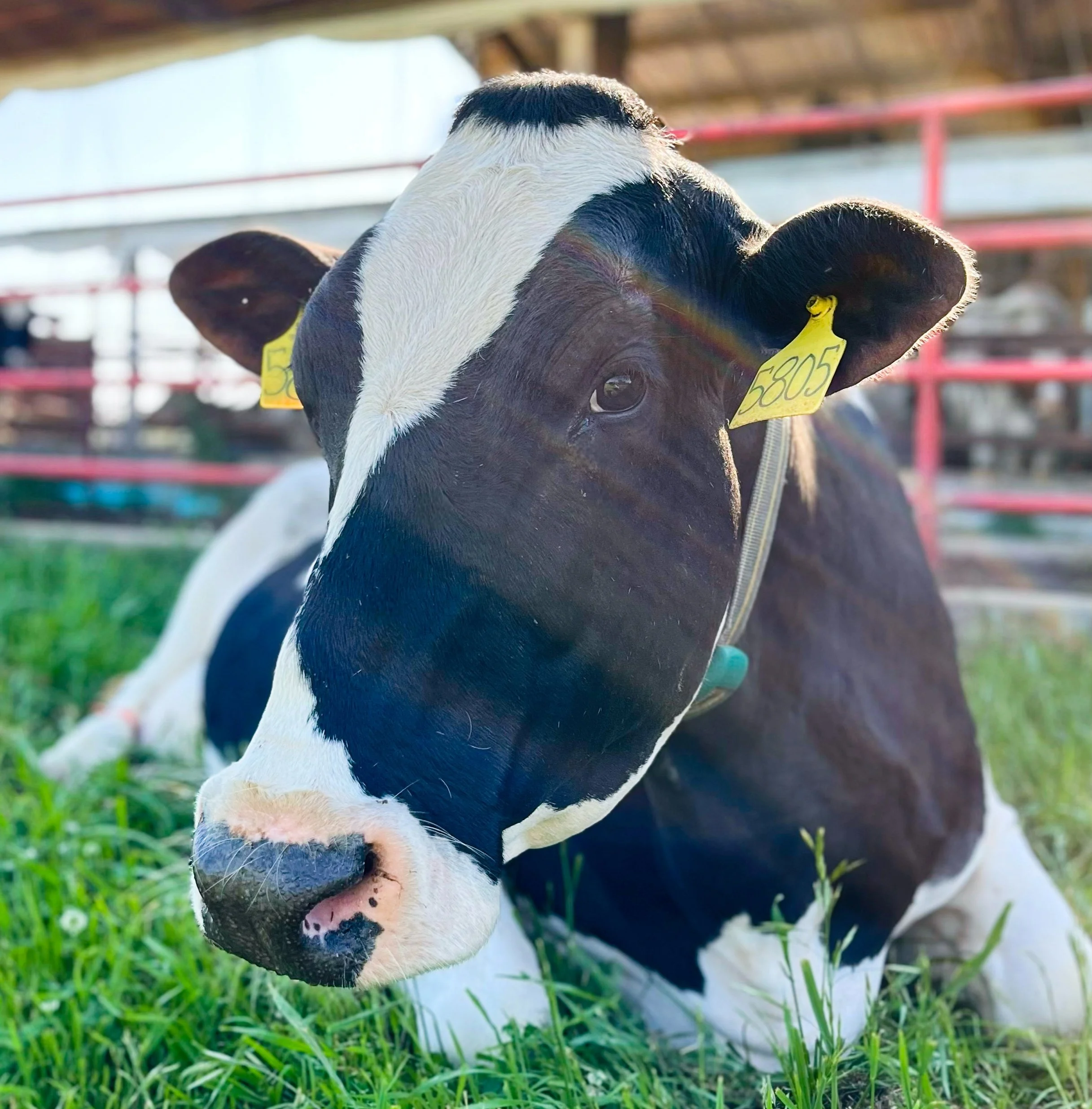 National Dairy Month with Howling Cow — Tabletop Media Group