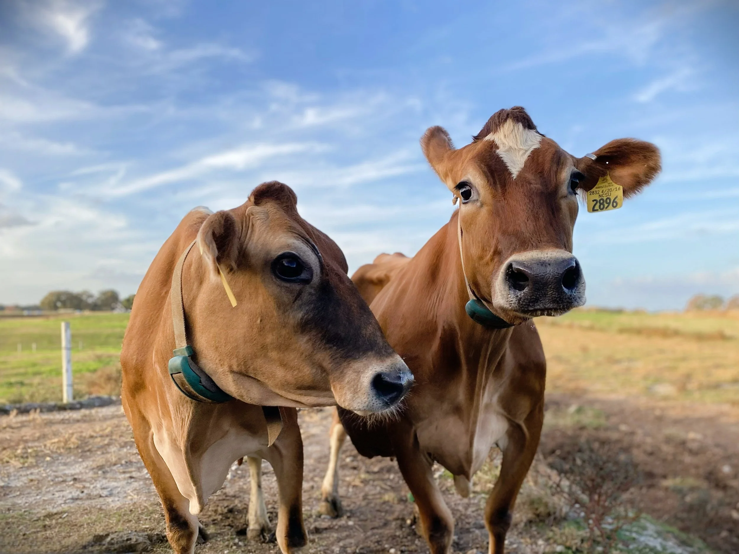 National Dairy Month with Howling Cow — Tabletop Media Group