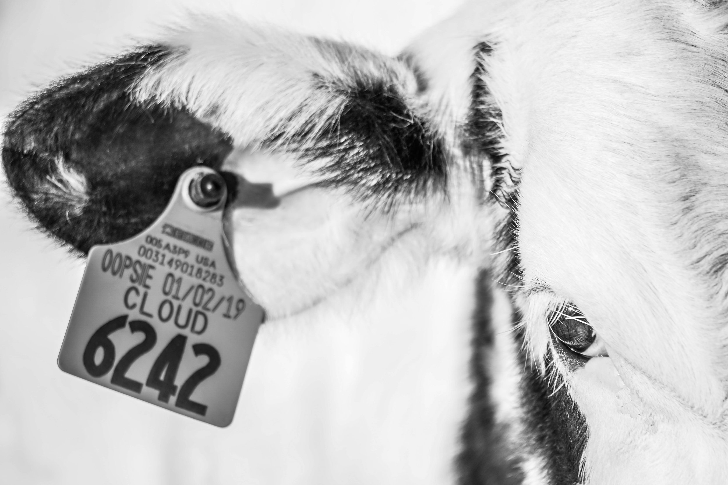 National Dairy Month with Howling Cow — Tabletop Media Group