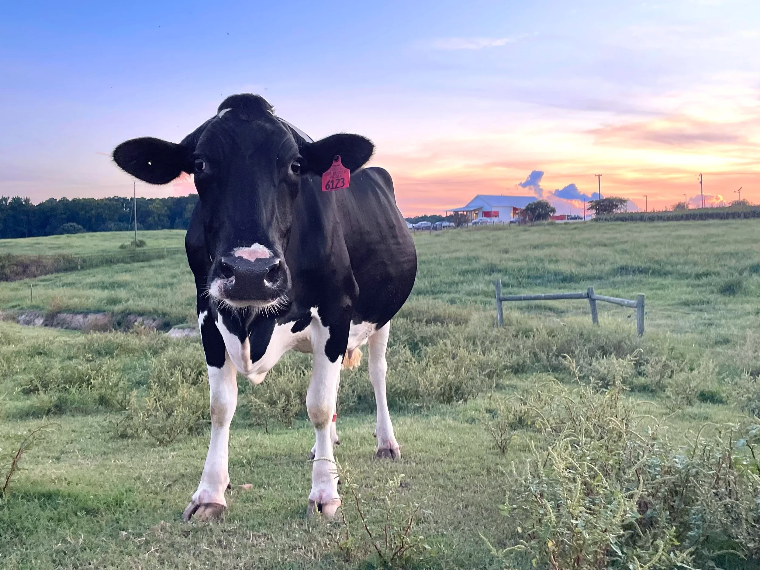 National Dairy Month with Howling Cow — Tabletop Media Group