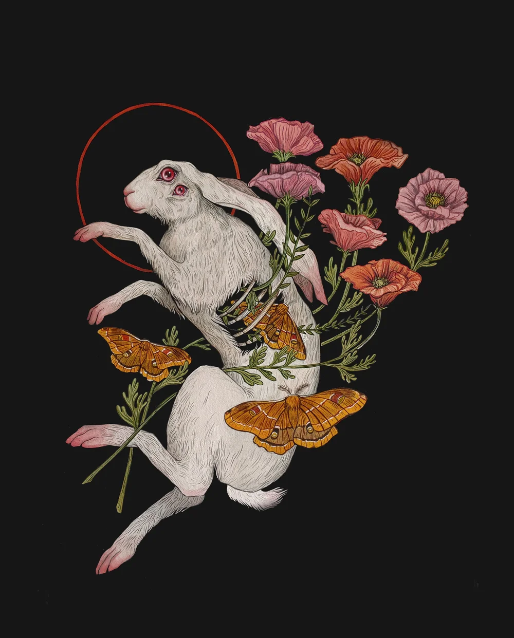 Jack Rabbit Illustration