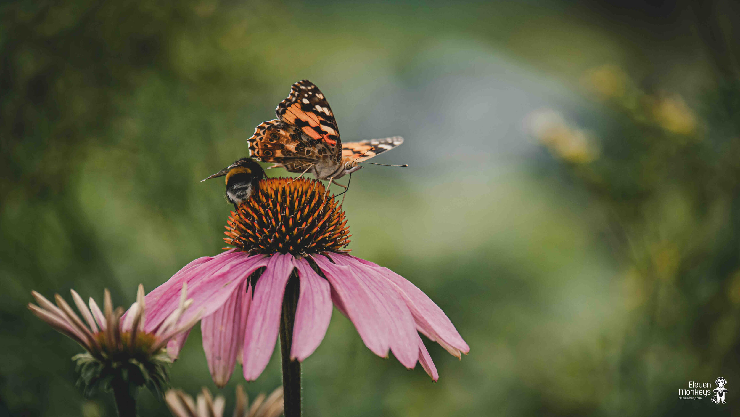 Waarom is de vlinder zo nuttig? — Dorpstuin Hurdegaryp