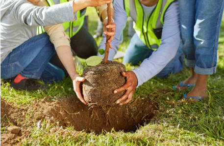 Urban Forestry — City of Hamilton, OH