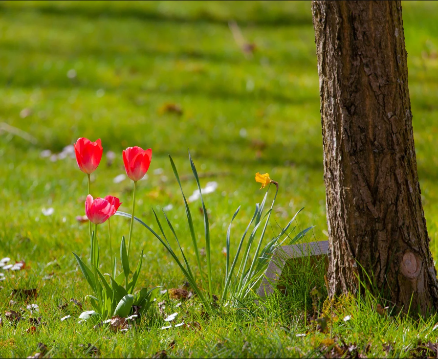 Tree Programs — City of Hamilton, OH