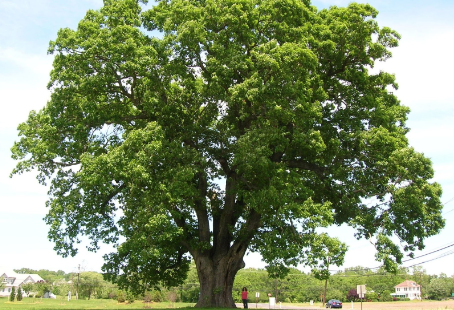 Urban Forestry — City of Hamilton, OH