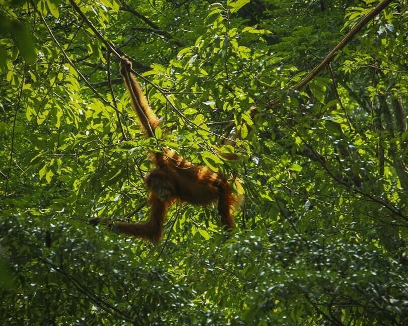 Sumatra Jungle Treks | Simolap Wild Adventures