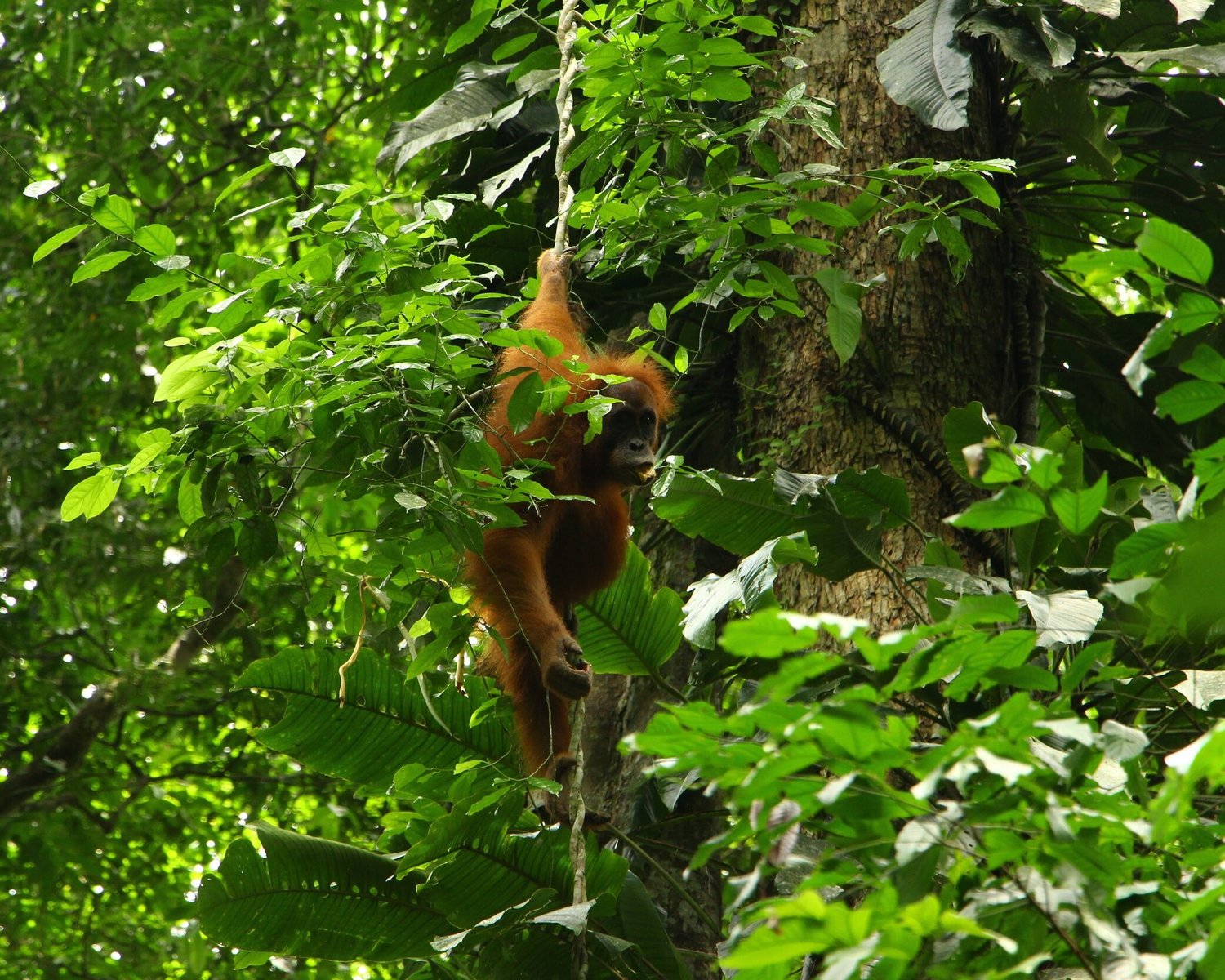 Sumatra Jungle Treks | Simolap Wild Adventures