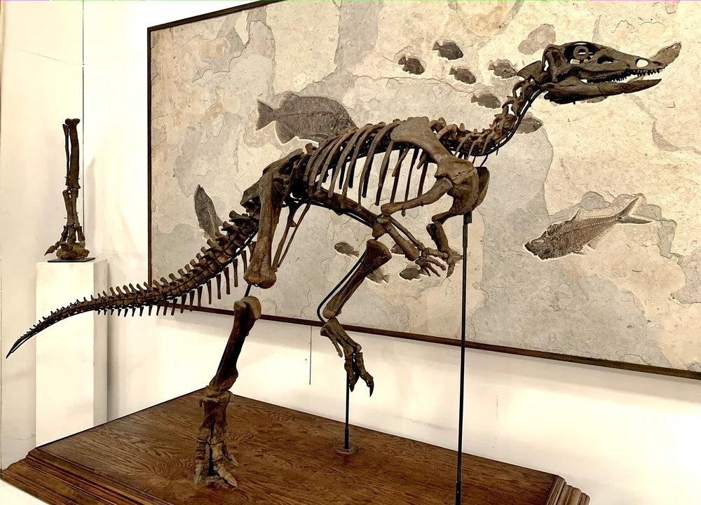 The Extraordinary Objects Dinosaur — Extraordinary Objects ...