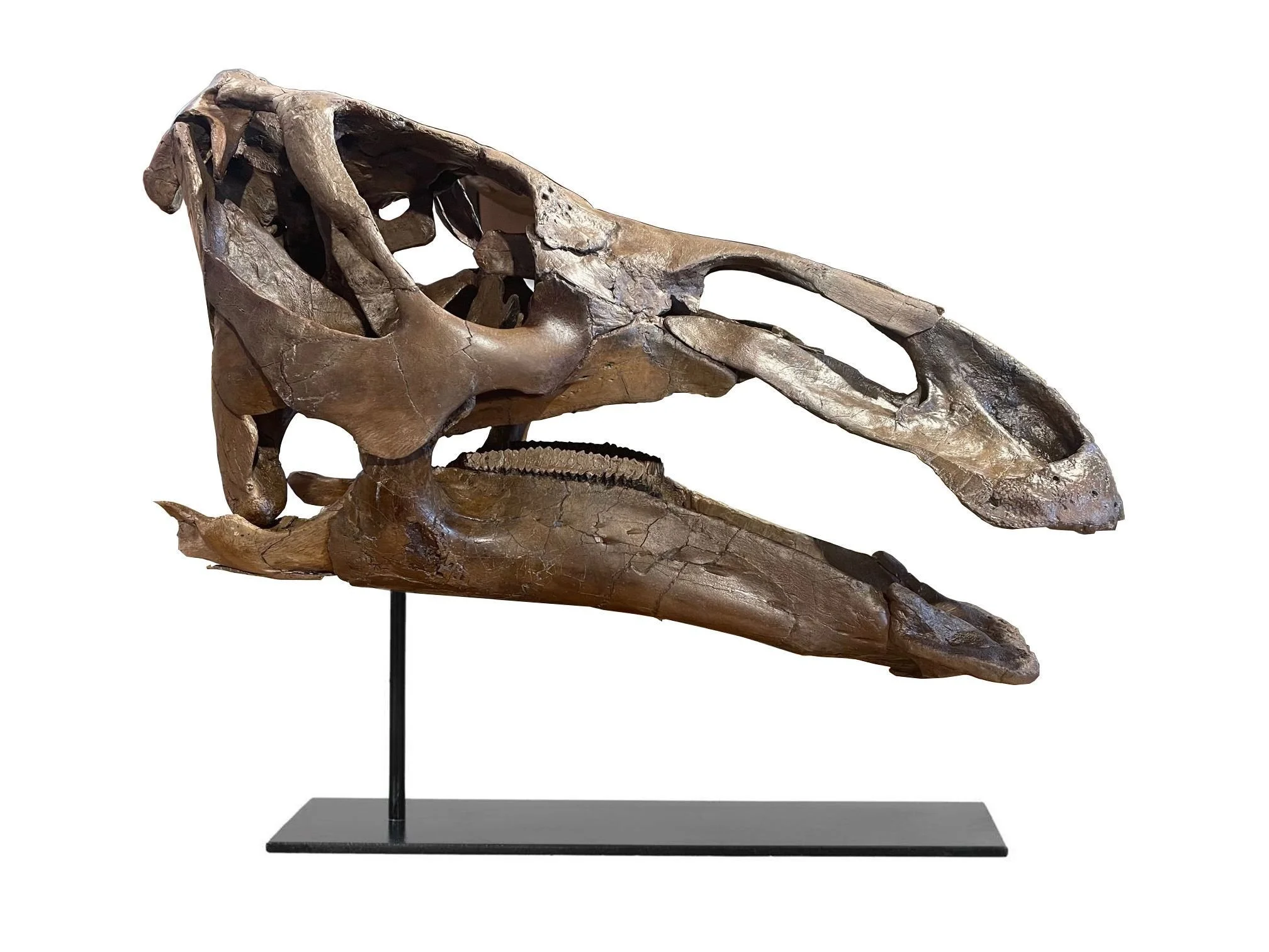 Edmontosaurus Skull — Extraordinary Objects | Extraordinary Objects ...