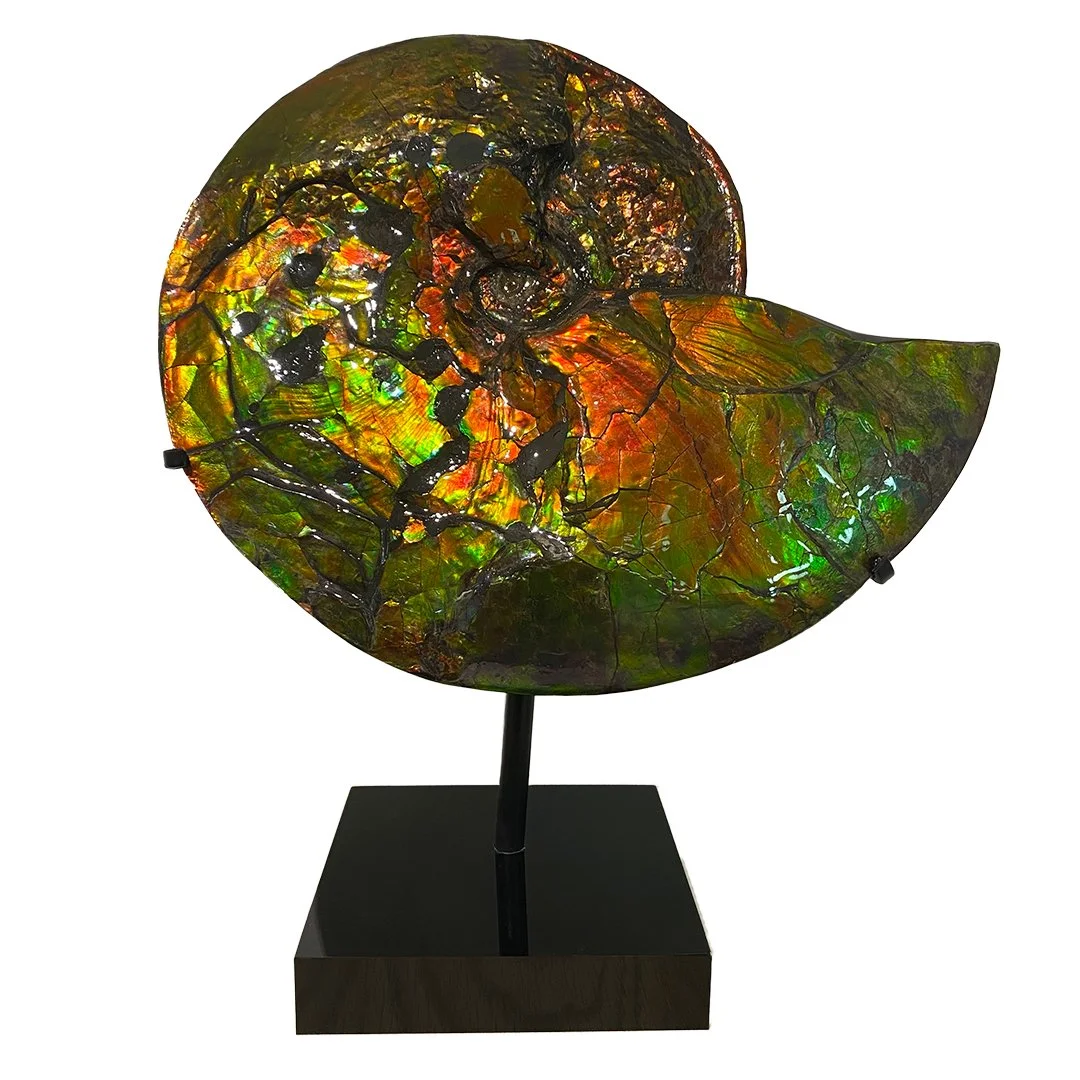 Sold Fossils — Extraordinary Objects | Extraordinary Objects | Carla ...