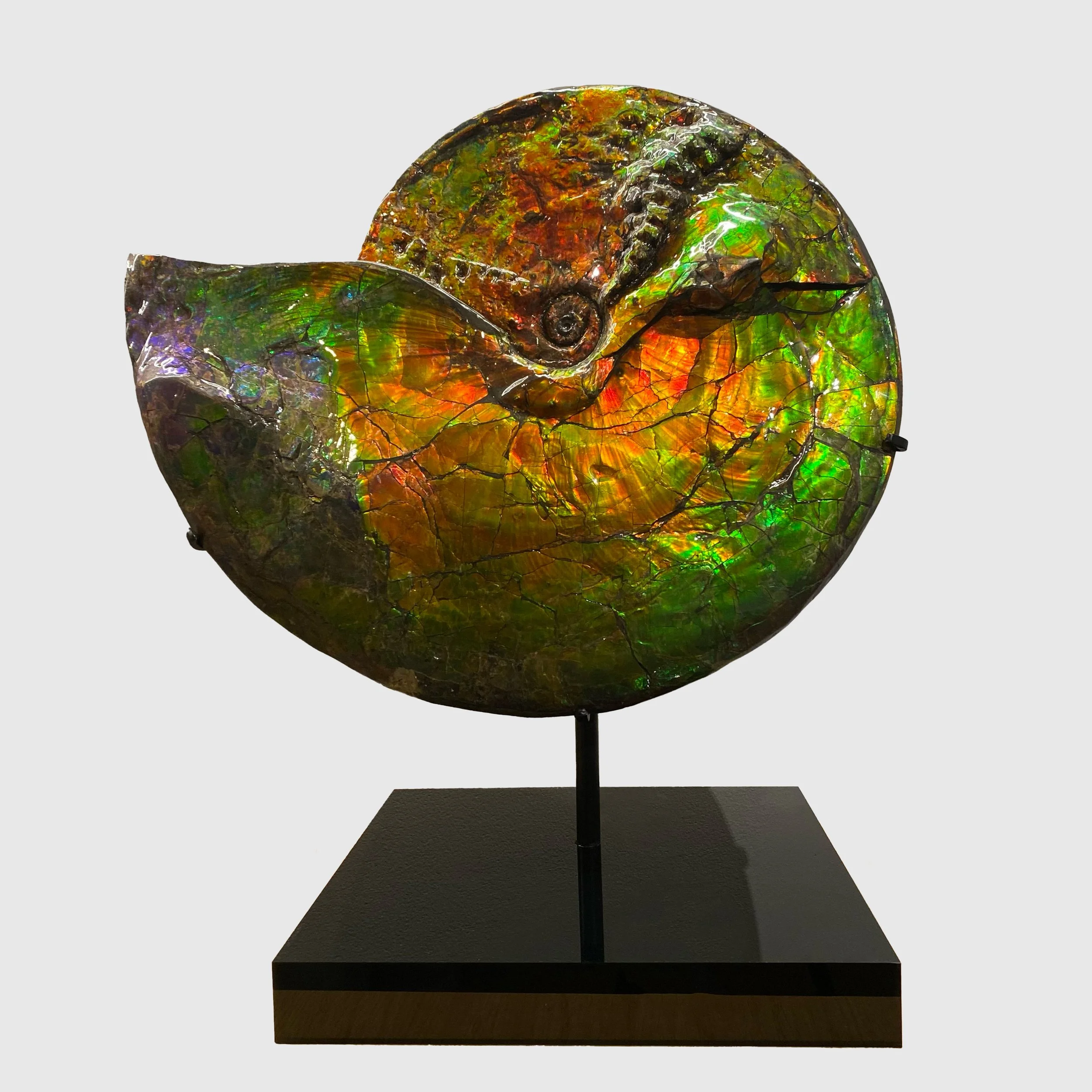 Natural History — Extraordinary Objects | Extraordinary Objects | Carla ...