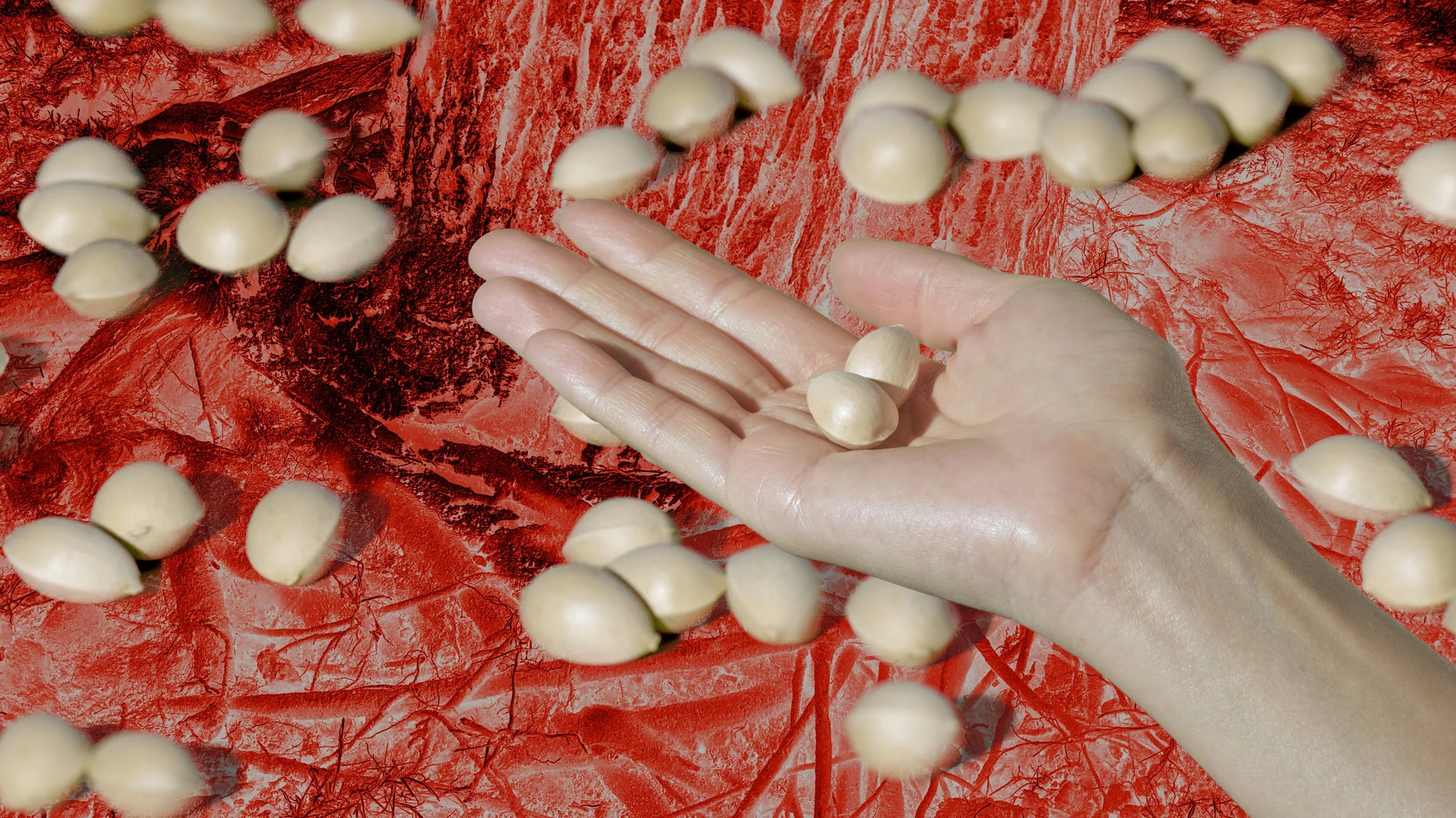 Tang Han: Ginkgo and Other Times — Science Gallery London