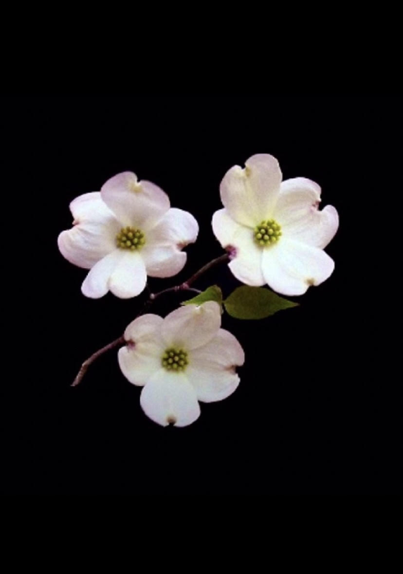 El Camino Trino a Nuestra Morada: Tercera Parte — Earth and Altar