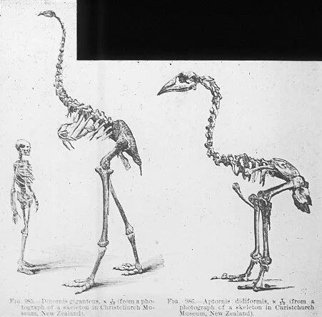 Haast's Eagle — Badass of the Week