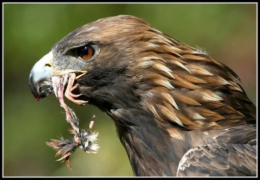 Haast's Eagle — Badass of the Week