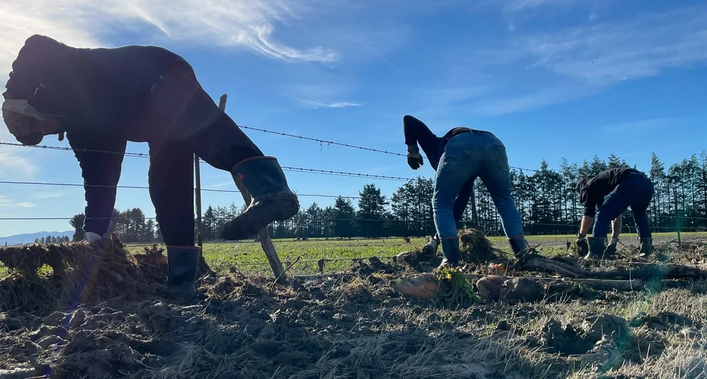 Homeless at City Mission help farmers — Christchurch City Mission