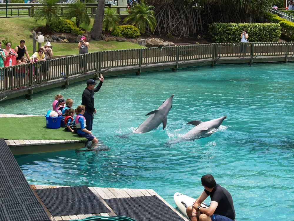 SeaWorld and Discovery Cove Orlando Florida Dolphin Guide ...