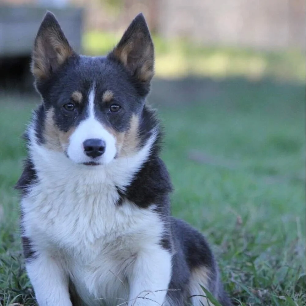 Our Dogs — Native Corgis