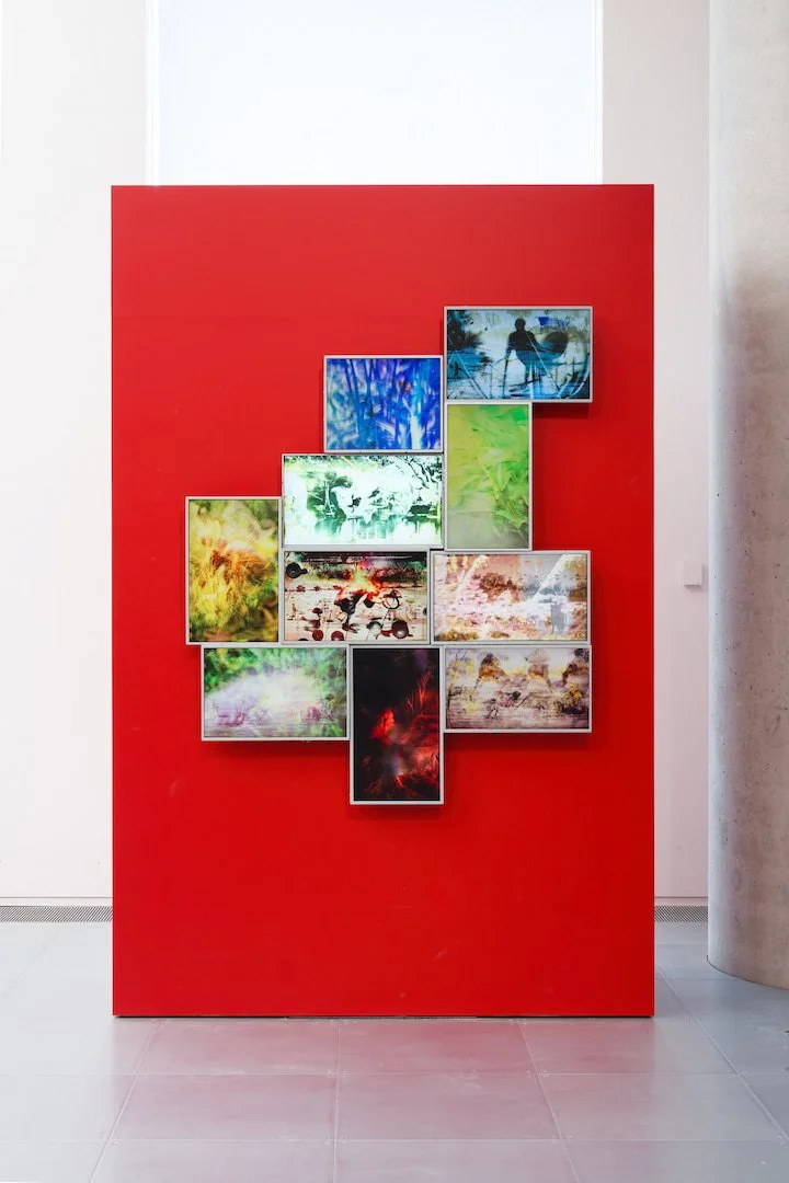 Let’s delve deeper into this edible Indigenous plant — Science Gallery ...