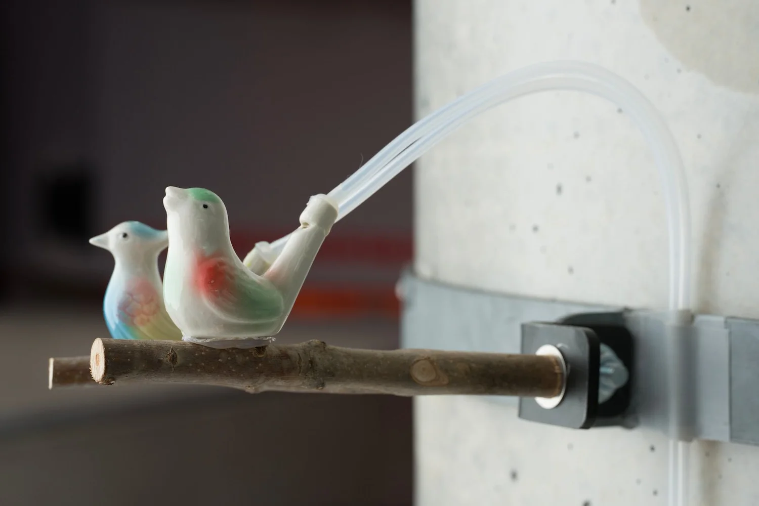 Bird Song by Tully Arnot | NOT NATURAL — Science Gallery Melbourne