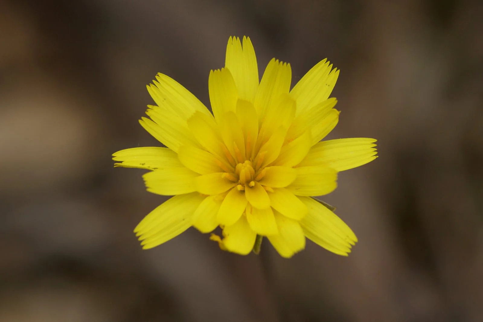 Let’s delve deeper into this edible Indigenous plant — Science Gallery ...